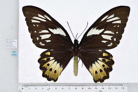 Papua Insects Foundation (Newsletter December 2017)